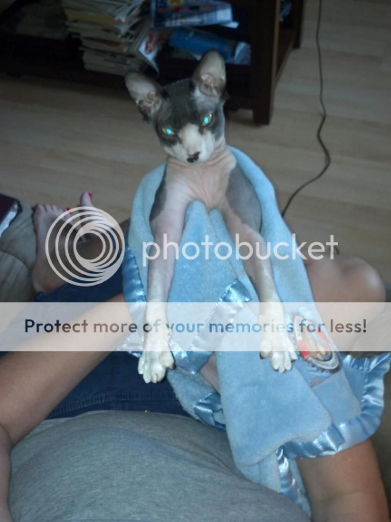 photobucket recent uploads - Page 6 - AR15.COM