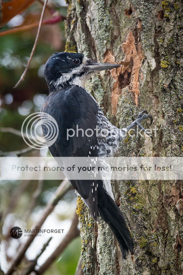 Pic à dos noir - photographie, ornithologie, martin forget, photographe ...