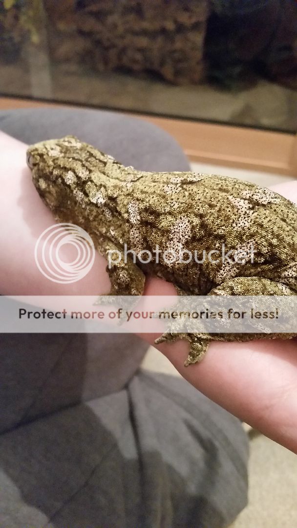 leachie | Reptile Forums