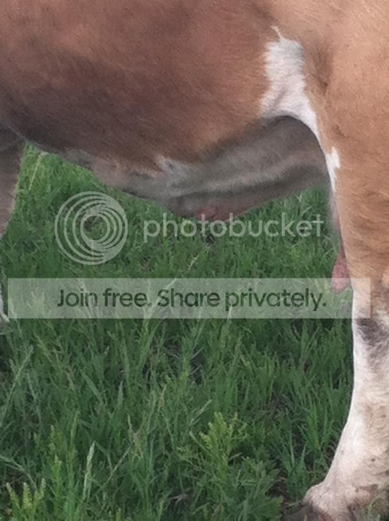 What is this? Hernia? | CattleToday.com - Cattle, Cow & Ranching Community